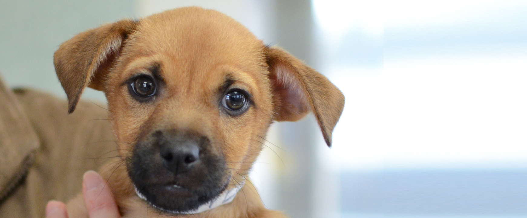 Love Train - Adopt a rescue puppy