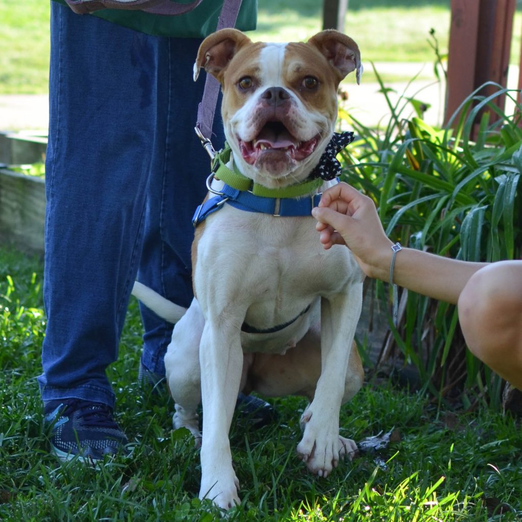 Cheddar the dog - HSHV