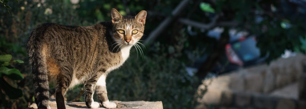 Help with Feral Cats - Humane Society of Huron Valley