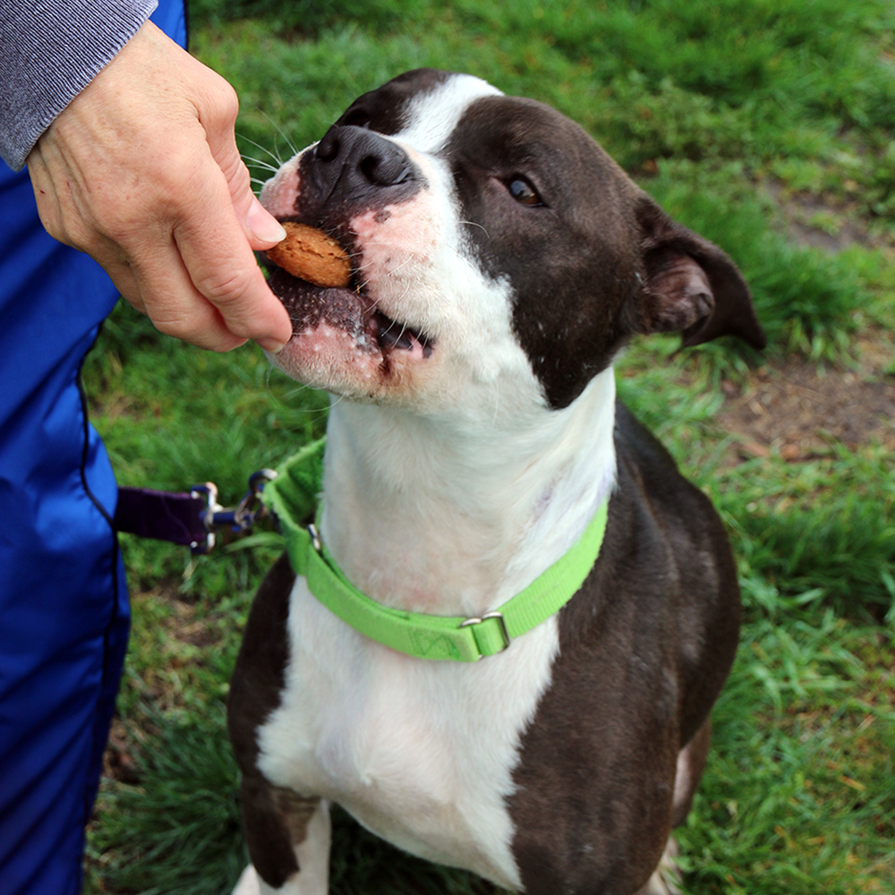Aslog the dog getting a treat - HSHV