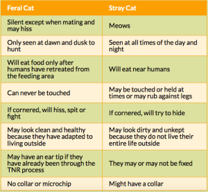 Feral Cat Table - HSHV