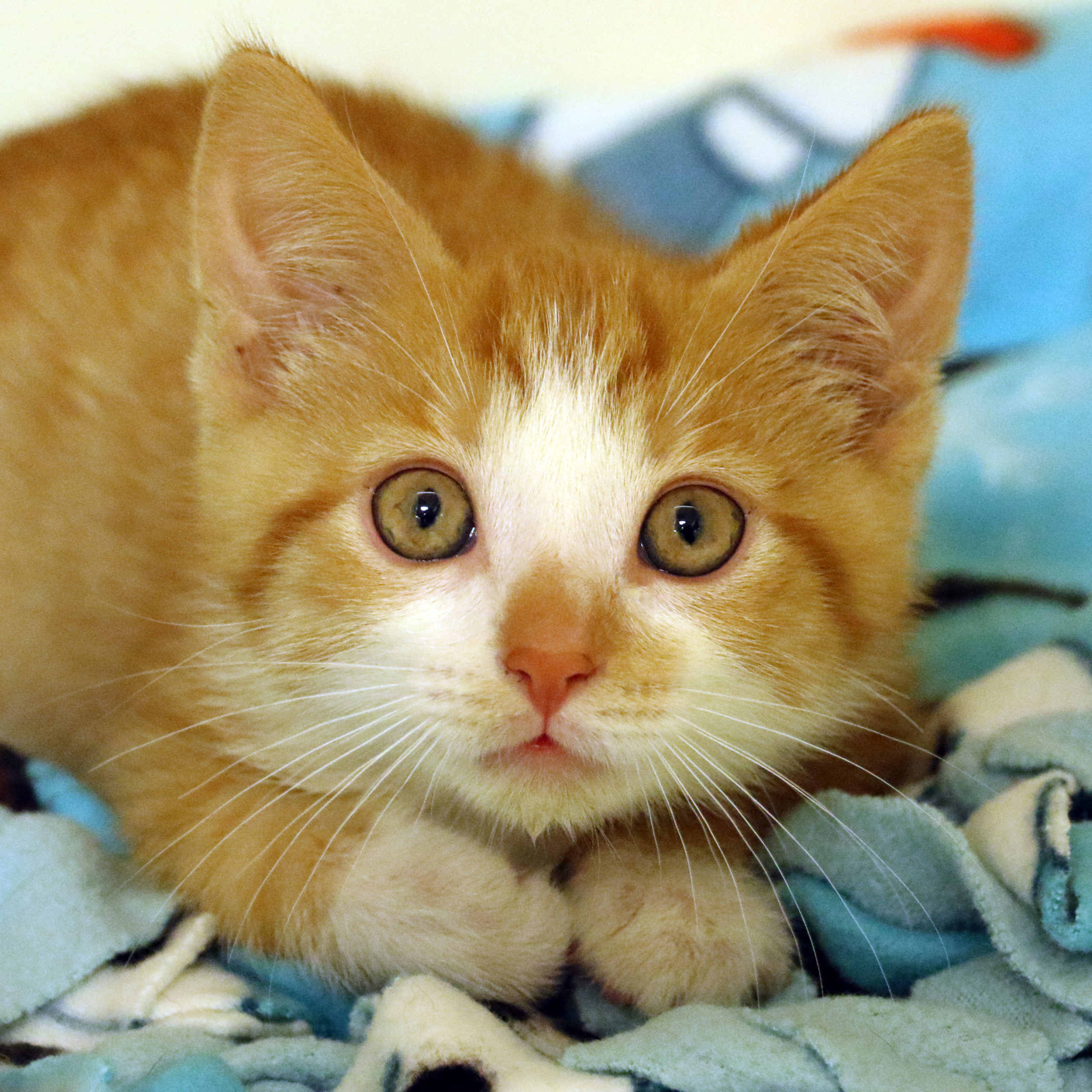 How to help a fearful kitty - HSHV