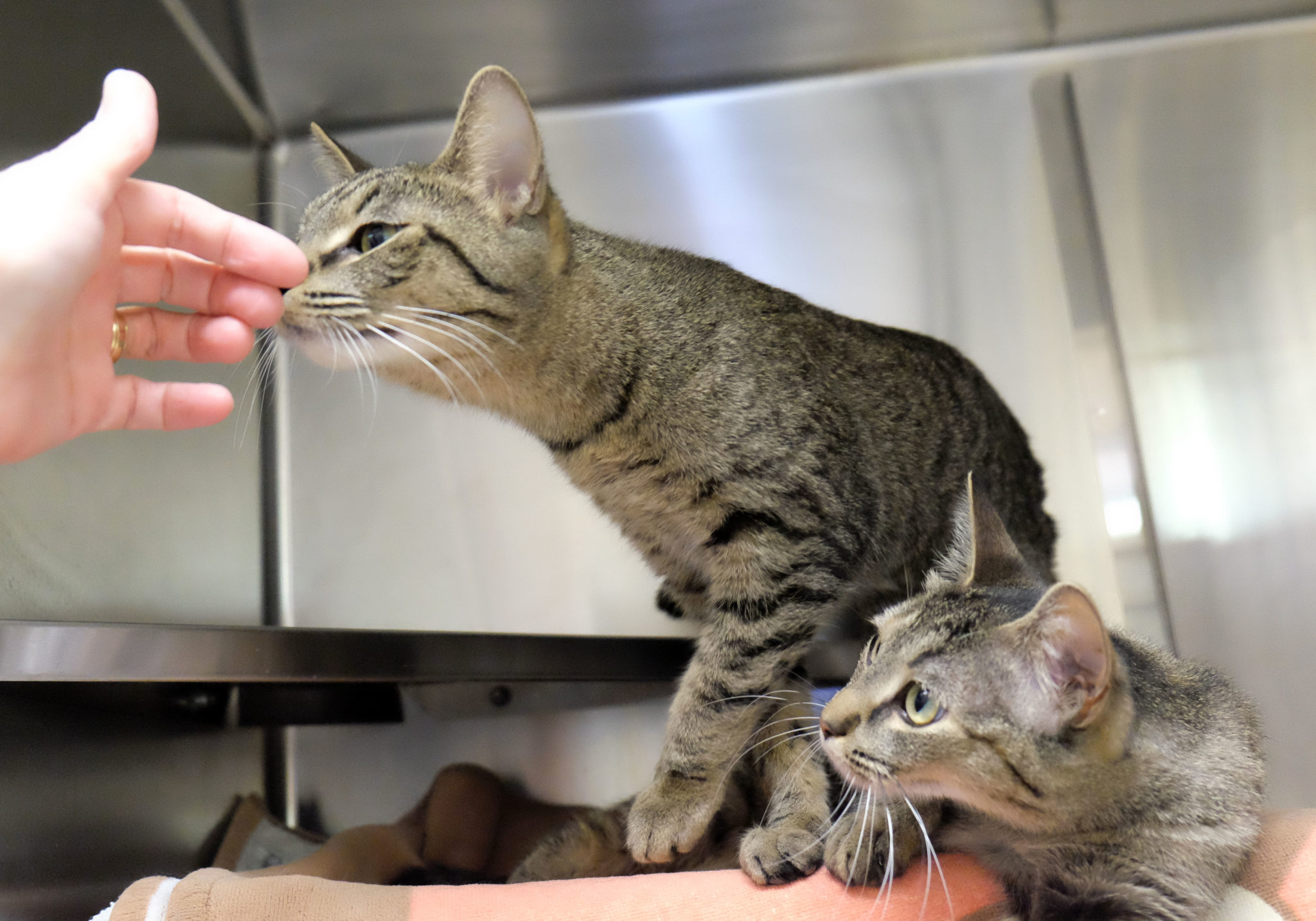 How to greet a cat. Cat edition. - HSHV