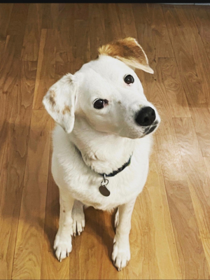 2026 Walk & Wag Spokesdog Voting - HSHV