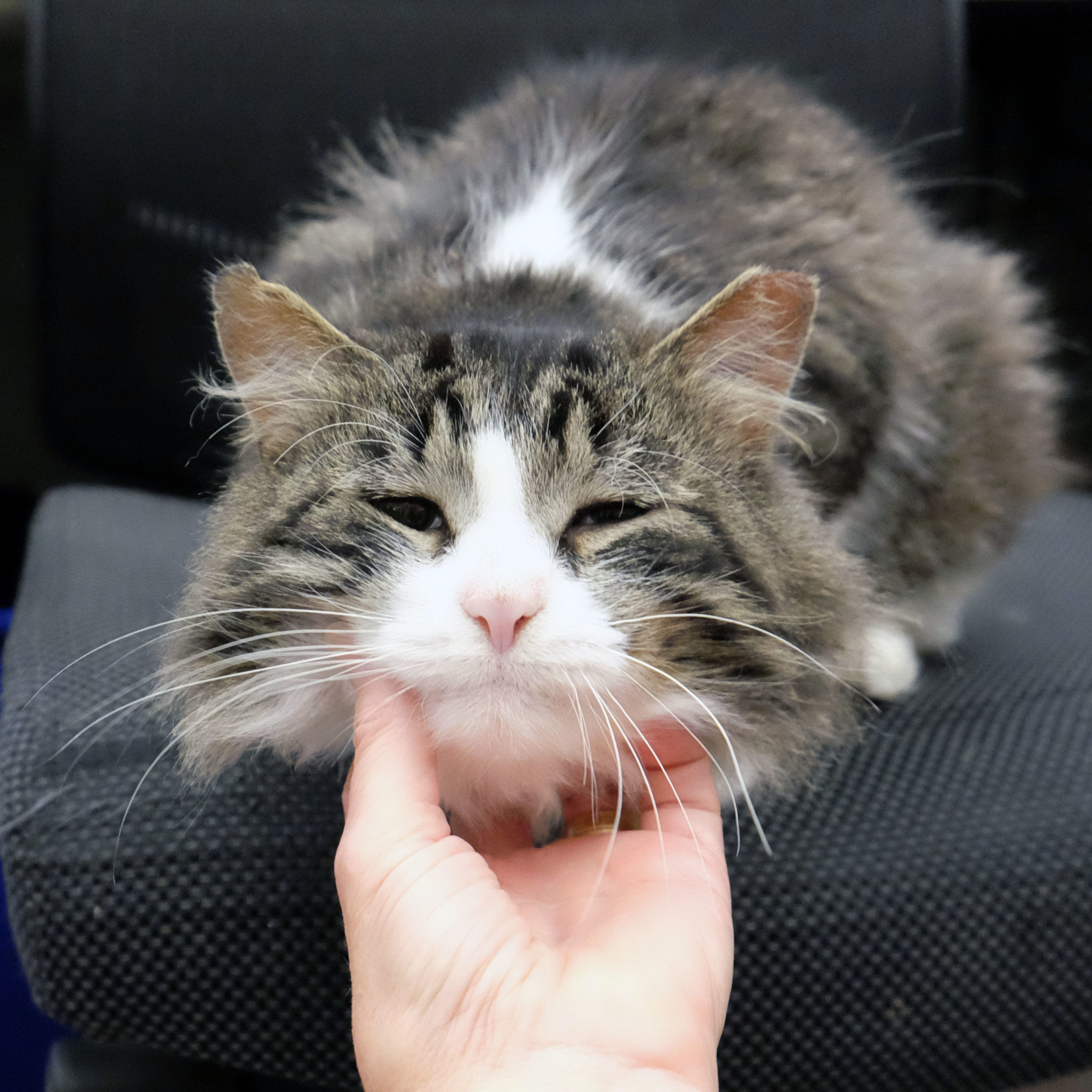 How to meet a cat - HSHV