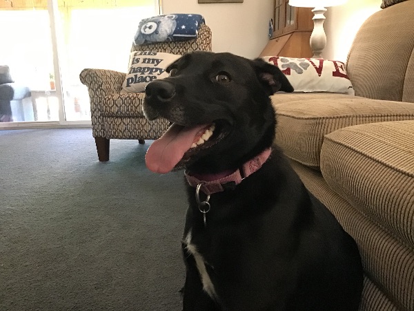 Junie finds her furrever home - HSHV