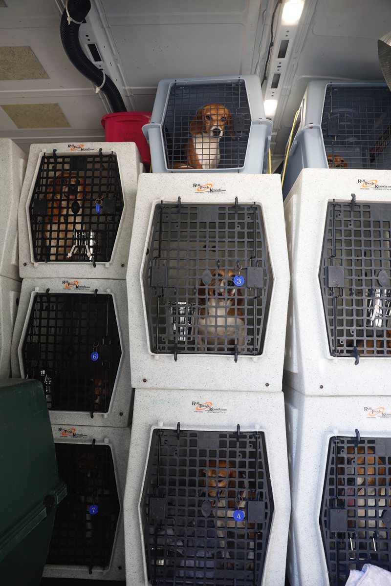 4,000 Beagles rescued, a bunch aboard Love Train for Michigan - HSHV