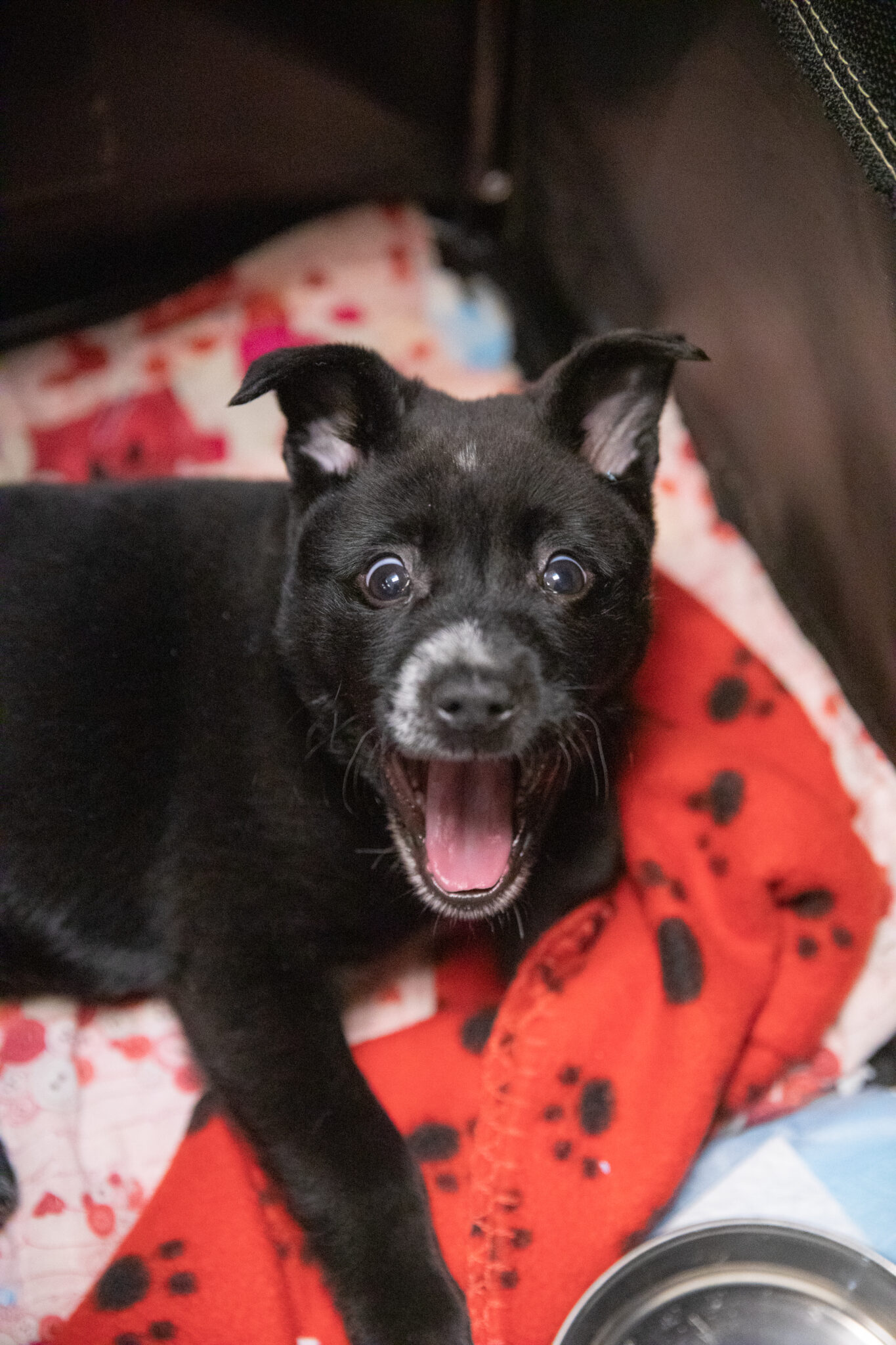 Black Chihuahua Lab Mix