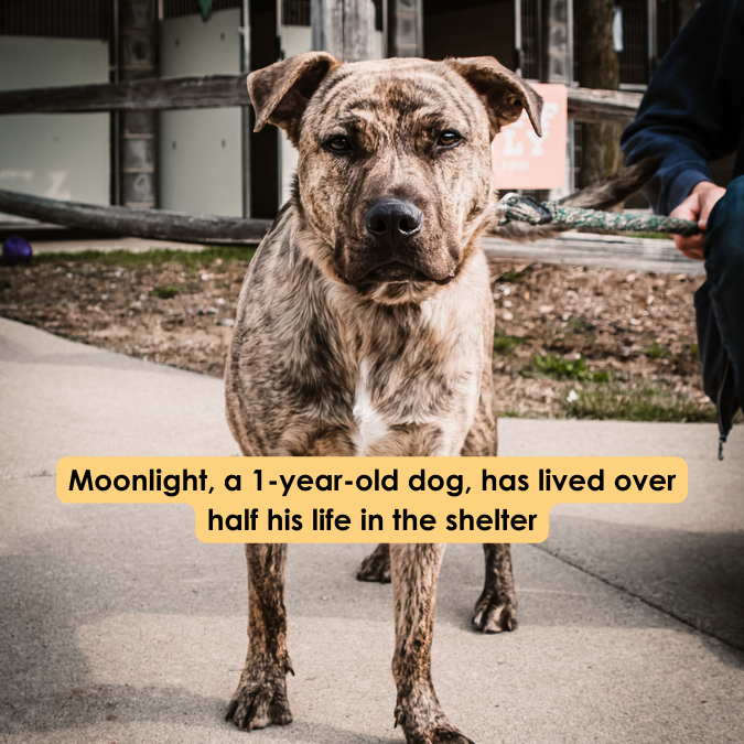 Adoption promotion - HSHV