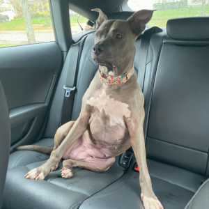 Available Foster Animals - HSHV