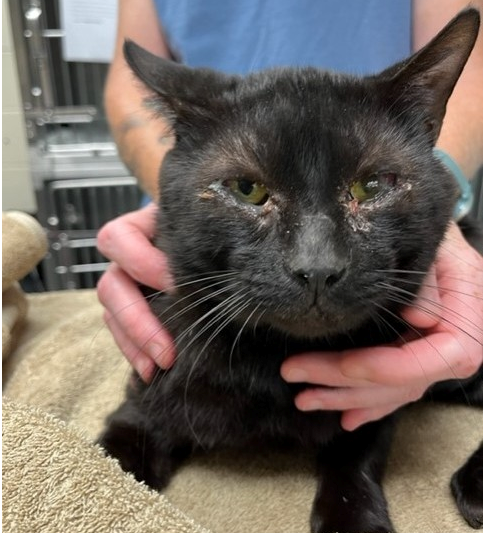 17 Cats Found in Ann Arbor Parking Lot - HSHV