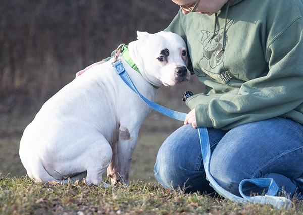 How to introduce guests to your avoidant or reactive dog - HSHV