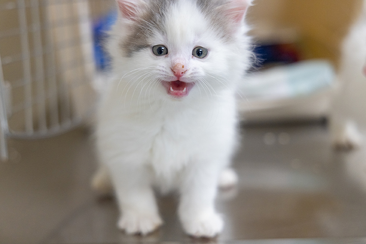 How to help your one and only kitten - HSHV