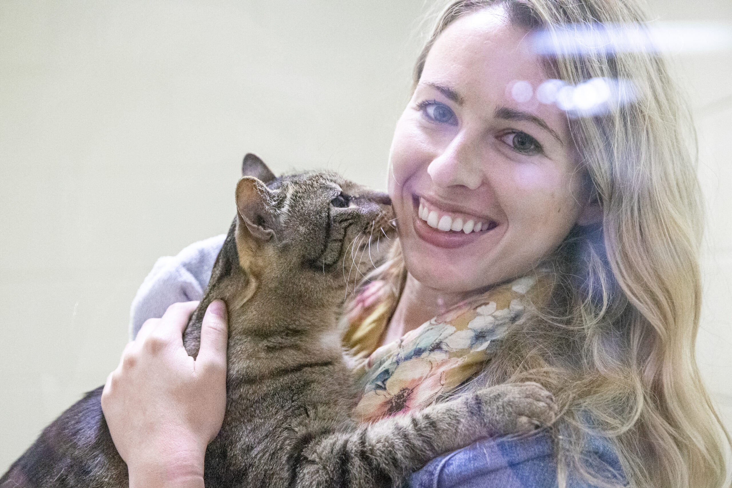 How to pick the right cat for you - HSHV