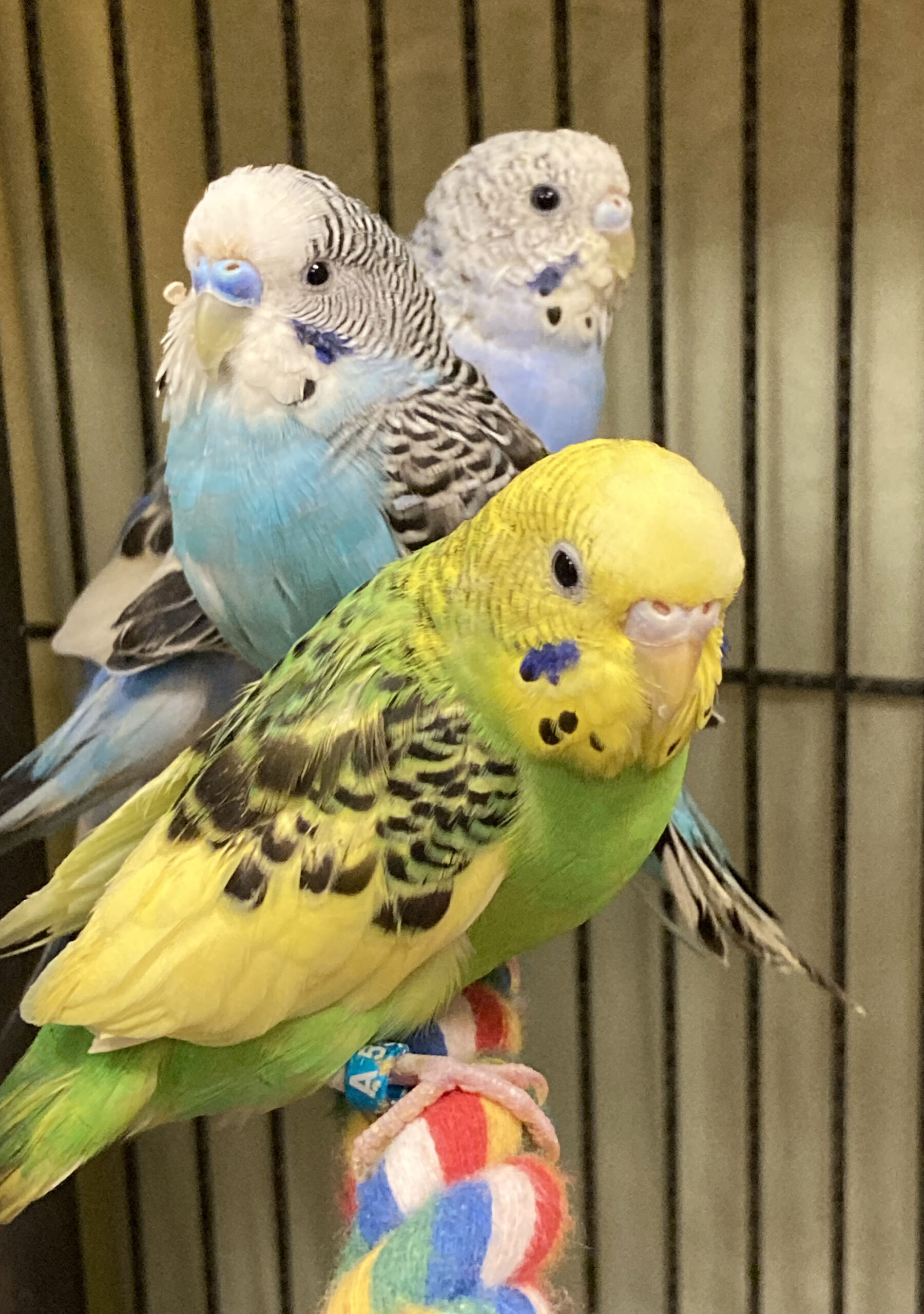 30 Birds Abandoned at Door of Humane Society of Huron Valley - HSHV