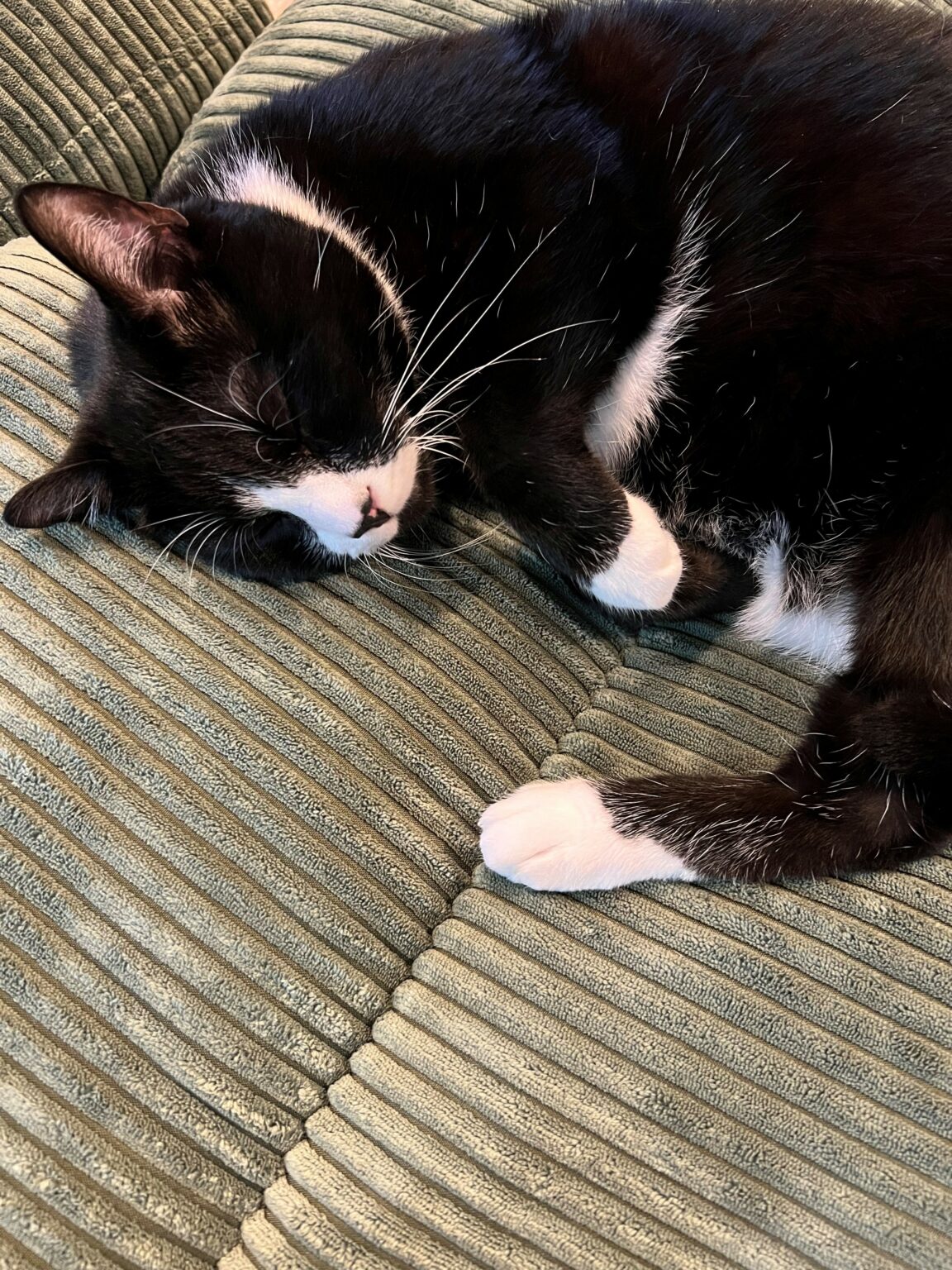 Loki Living the life he deserves - HSHV