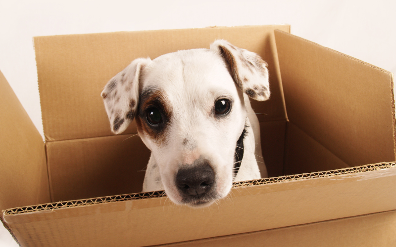 Moving with your dog: What to do before, during and after - HSHV