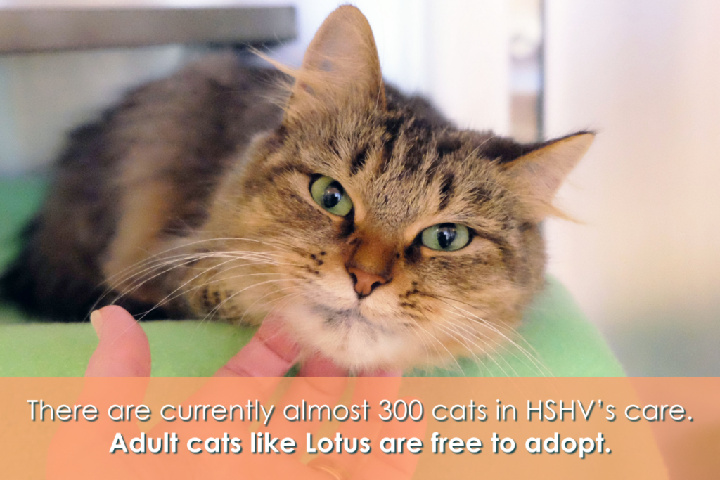 FREE adoptions of adult cats and dogs - HSHV