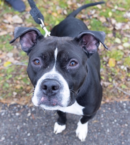 Branz has found his forever home with us. We ĺove him. - HSHV