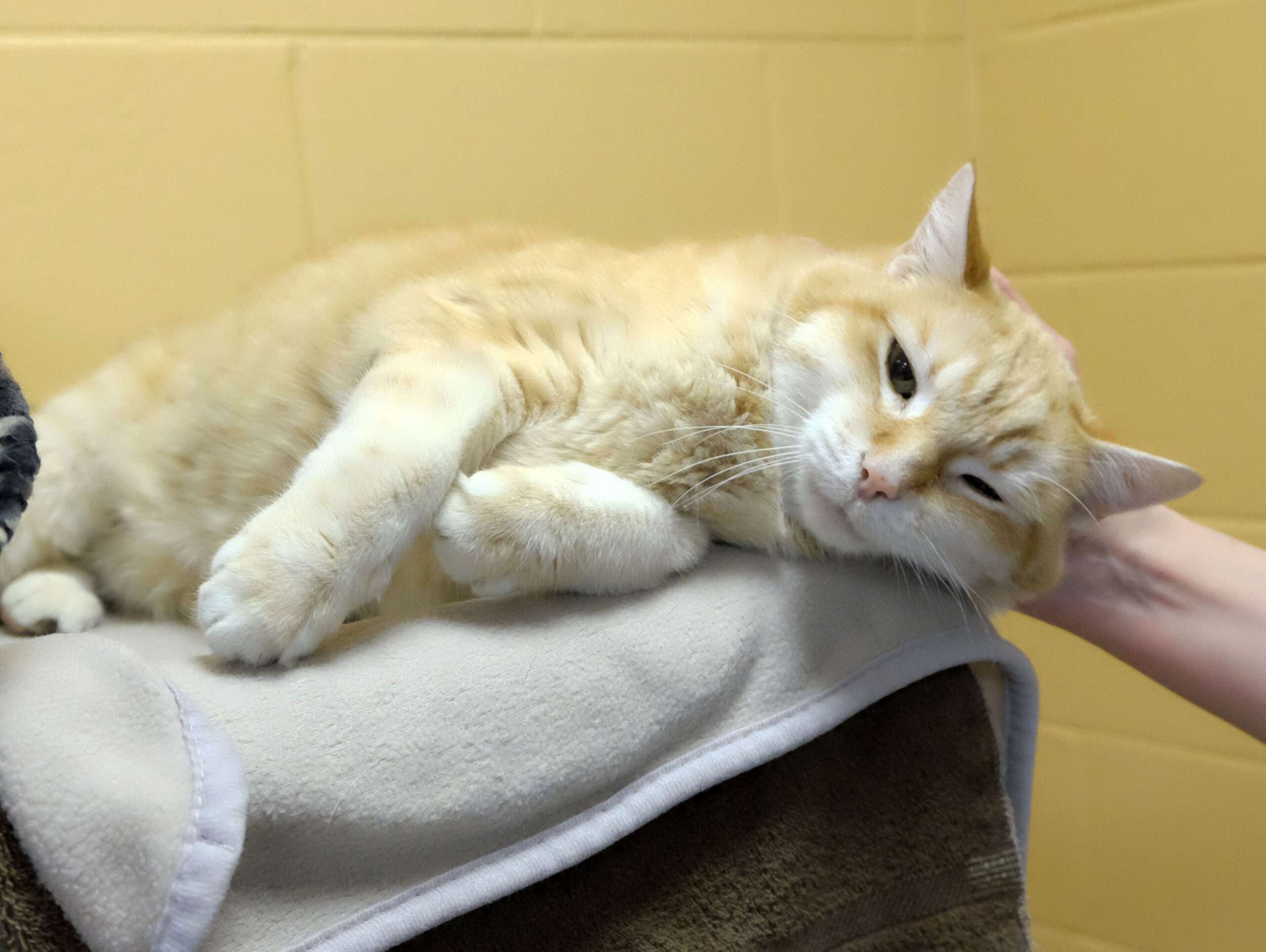 Scruffing Cats: The Surprising Truth About This Common Handling Myth - HSHV