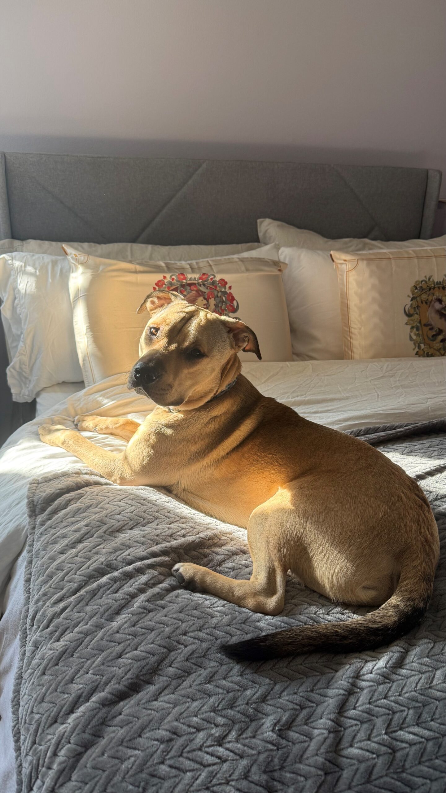 Romeo’s Forever Home! - HSHV