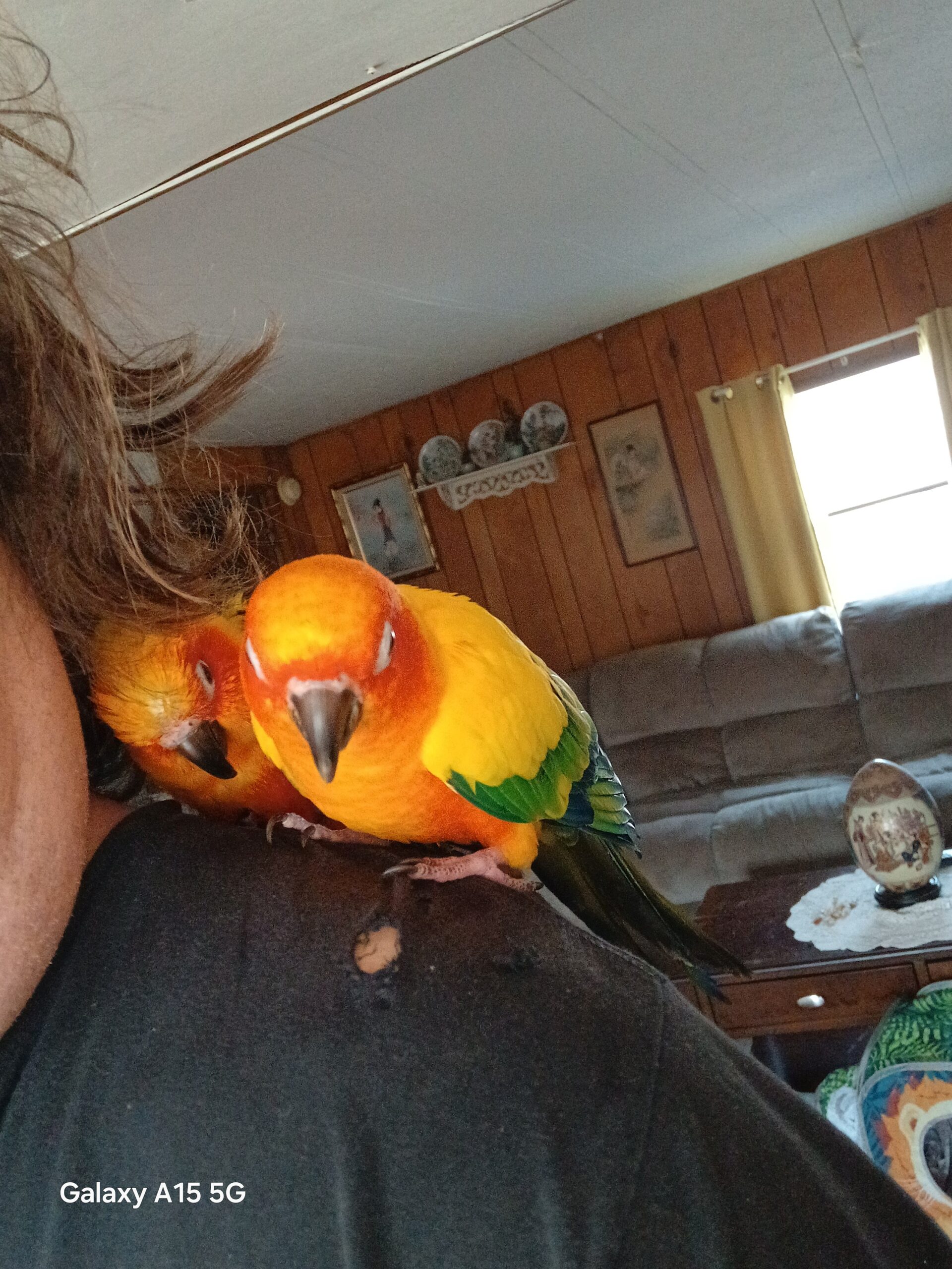 Turn scared sun conure - HSHV