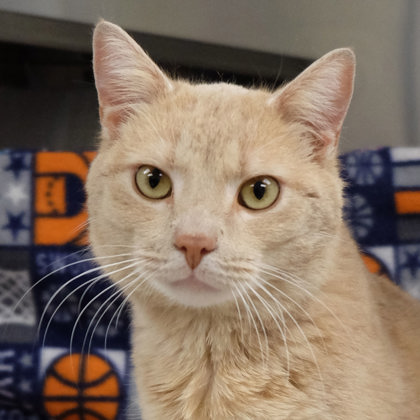 Toby Needs a Foster - HSHV