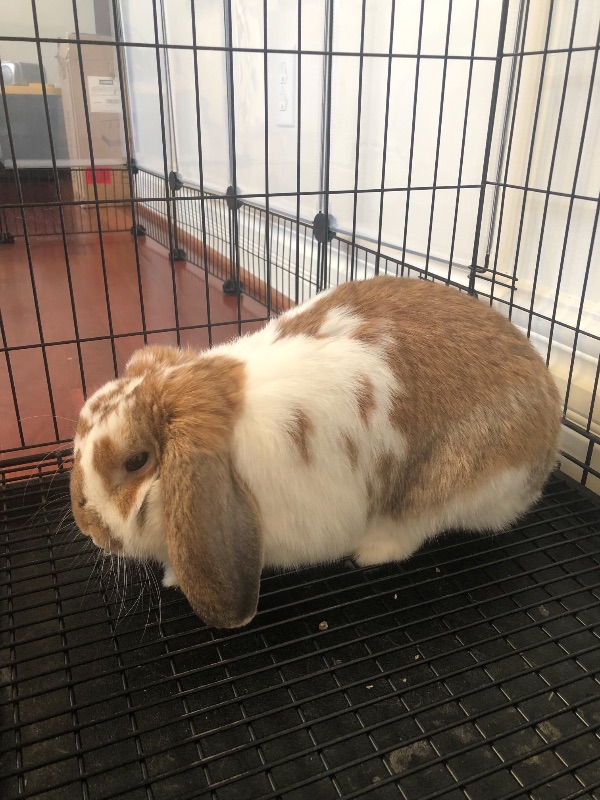 Brown French Lop