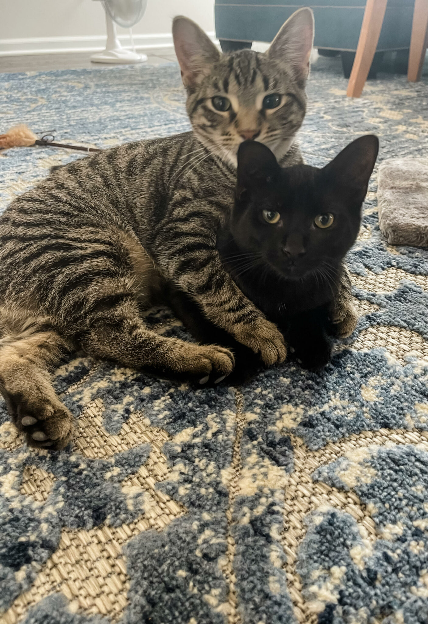 The adventures Of Dwight & Jim - HSHV