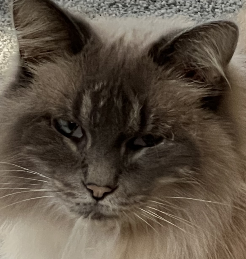 Emma‘s Rehoming - HSHV