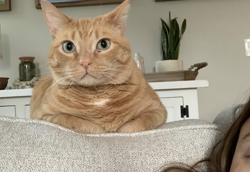 Hank The Orange Cat - HSHV