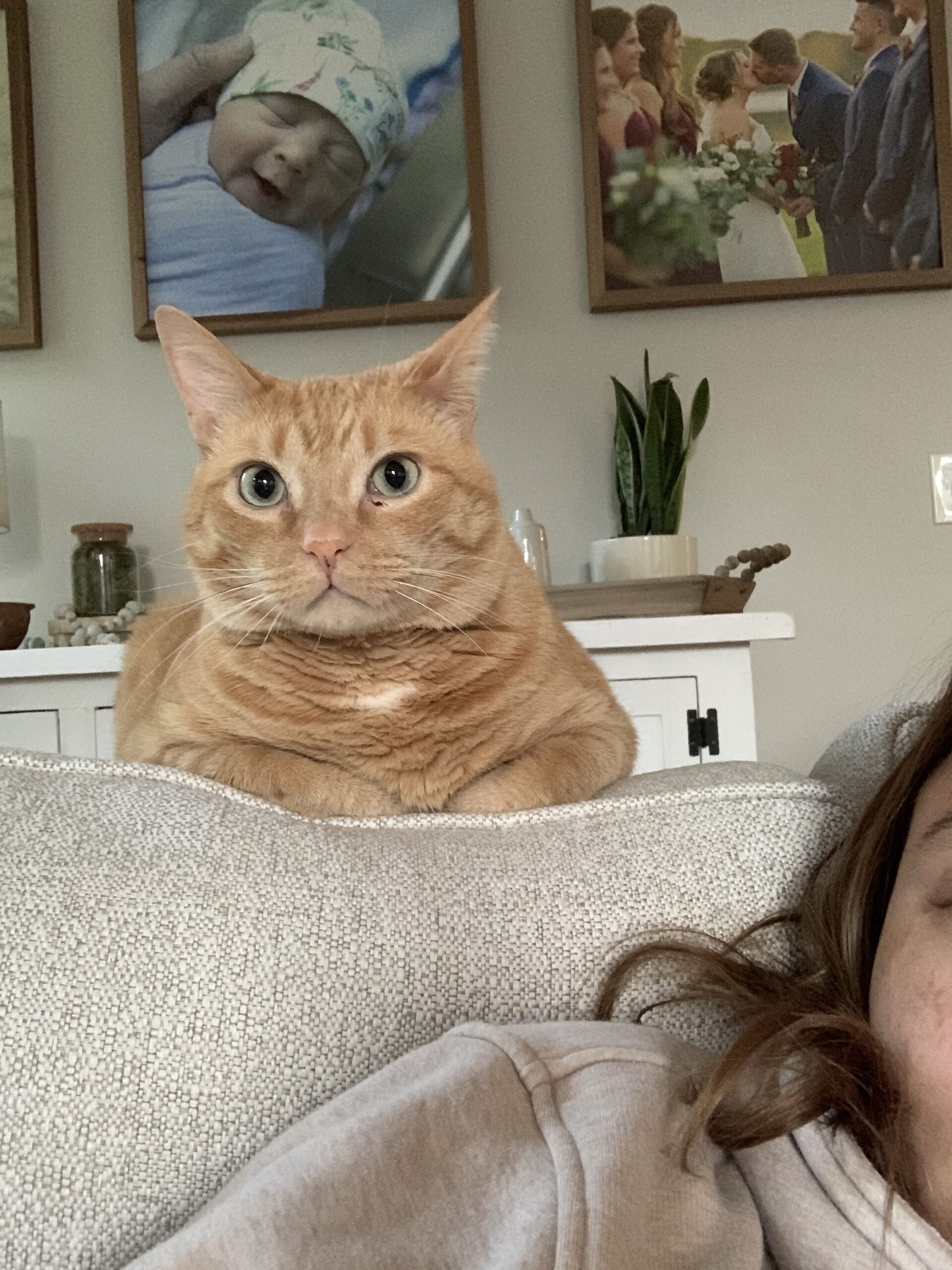 Hank The Orange Cat - HSHV