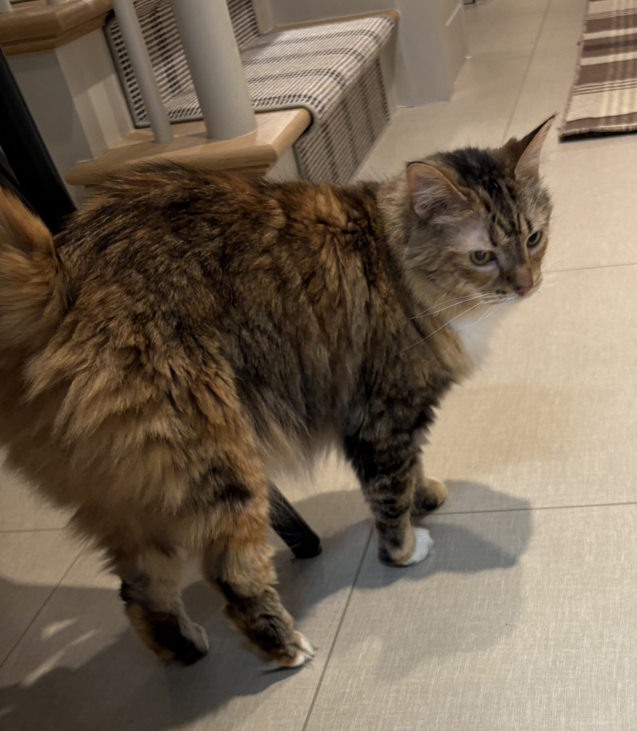 Older quiet girl looking for a peaceful loving home - HSHV