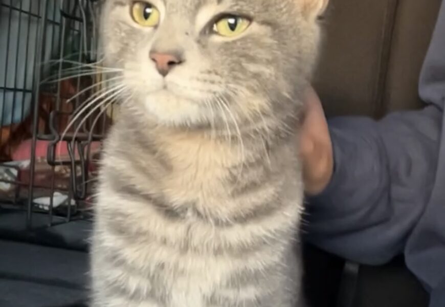 Junior (Tabby kitty) - HSHV