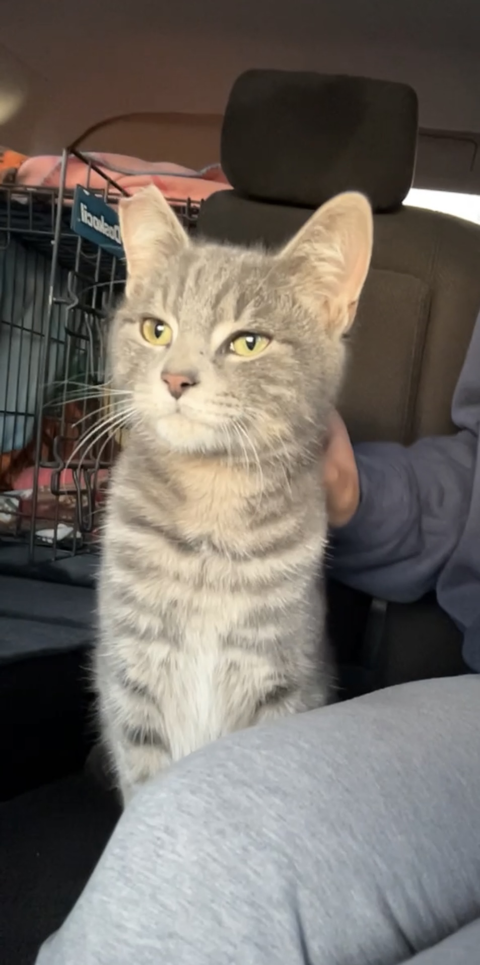 Junior (Tabby kitty) - HSHV