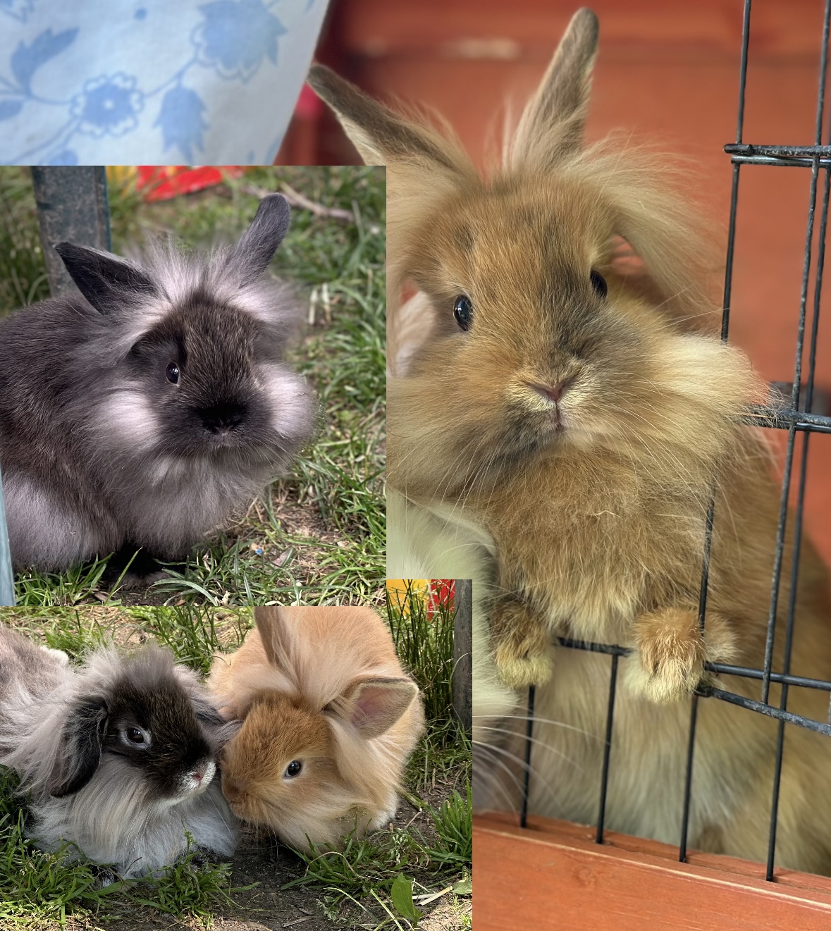Adorable Lion Lop Bunnies - HSHV