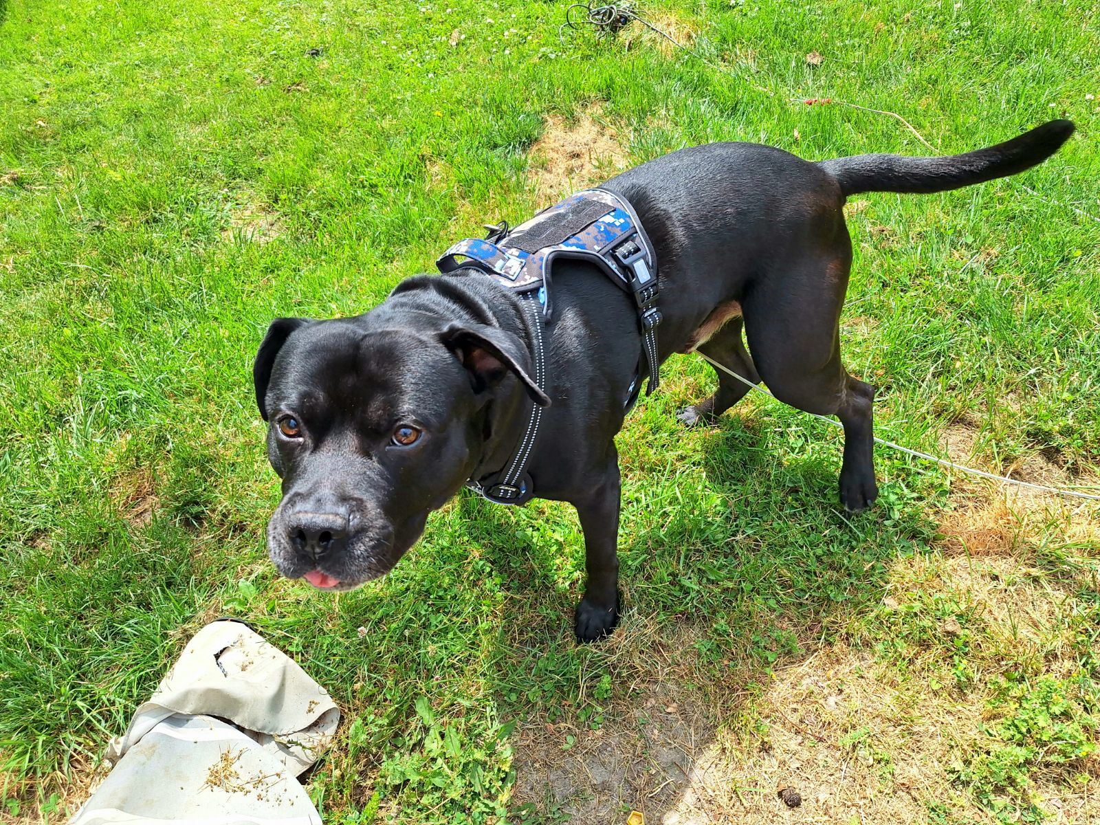 Waiting for my forever hooman to love with all I am 💓 - HSHV