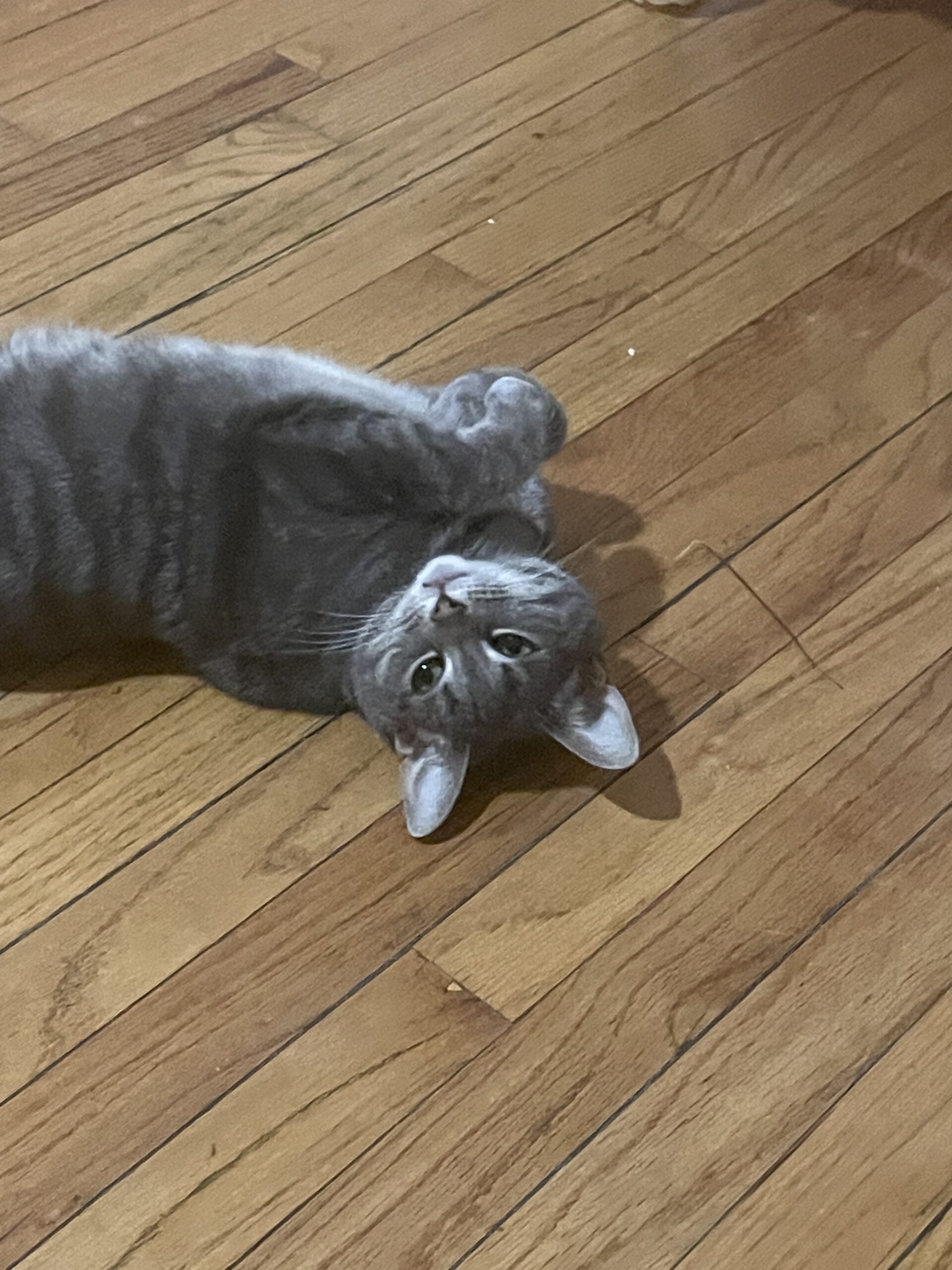 Bringing a new cat home? - HSHV