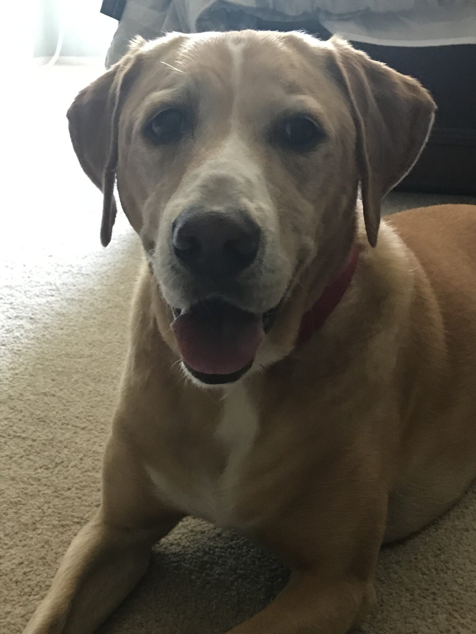 A Year with Lucy - HSHV