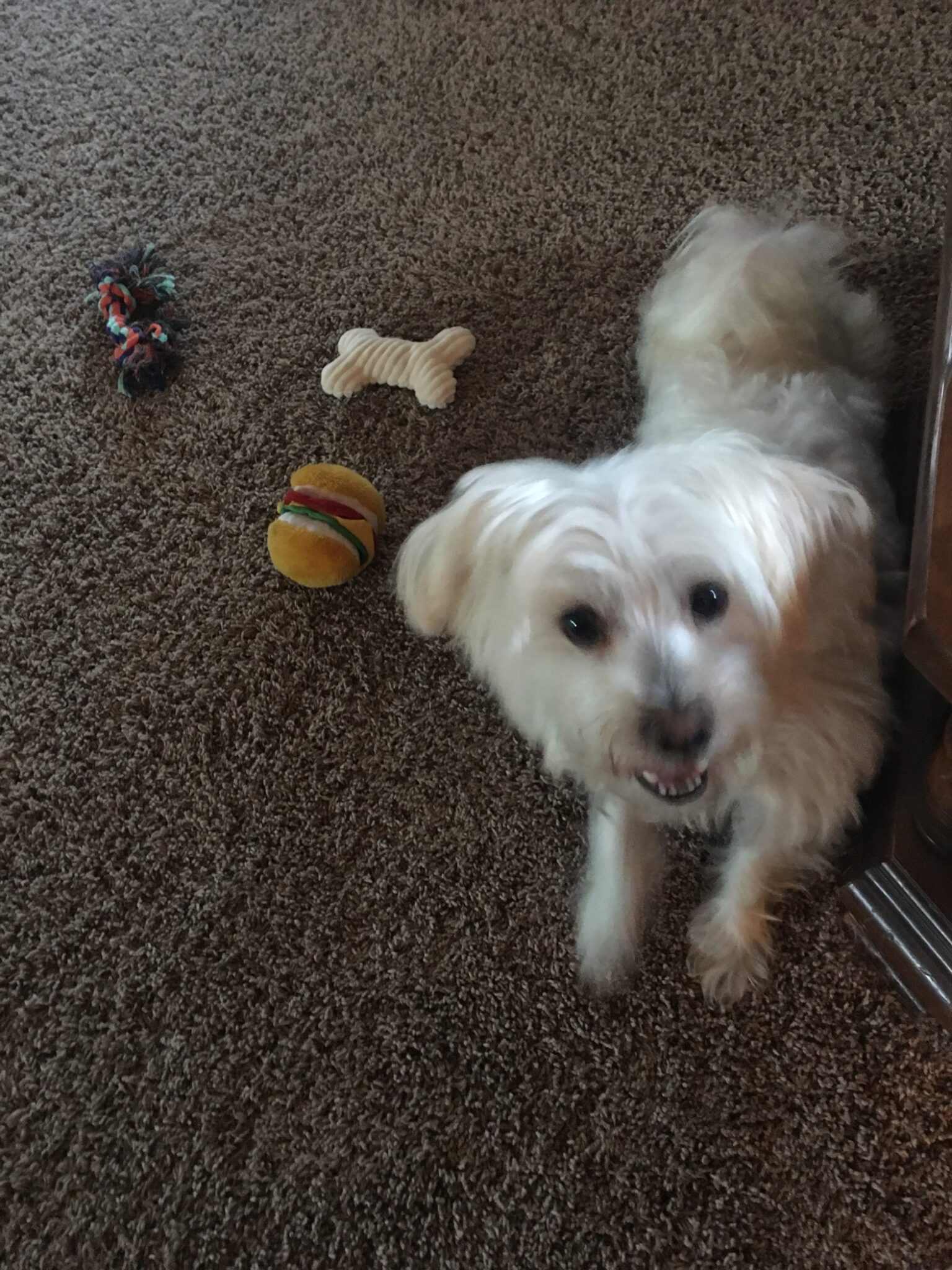 Sid is making himself at home! - HSHV