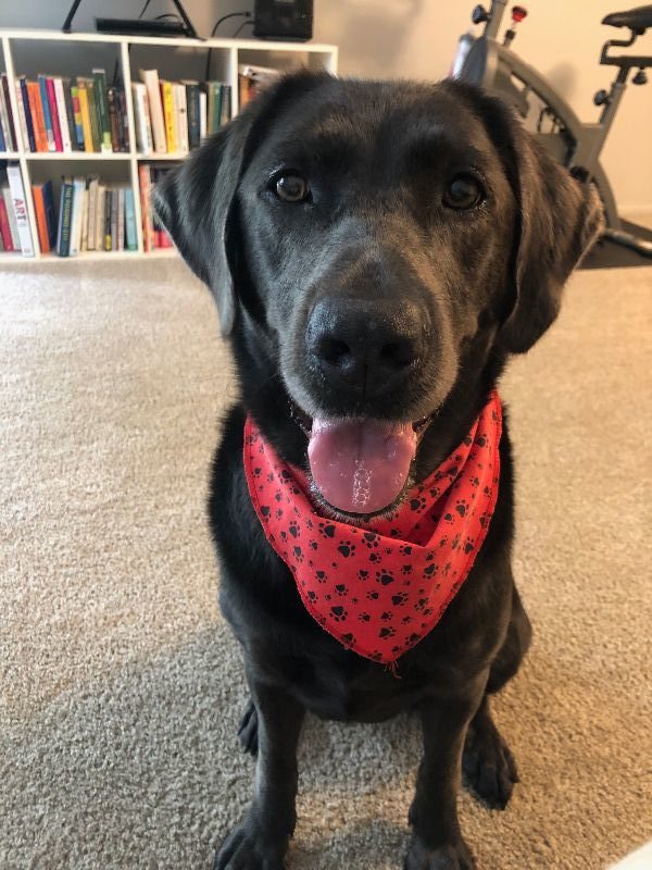 Letty finds a home - HSHV