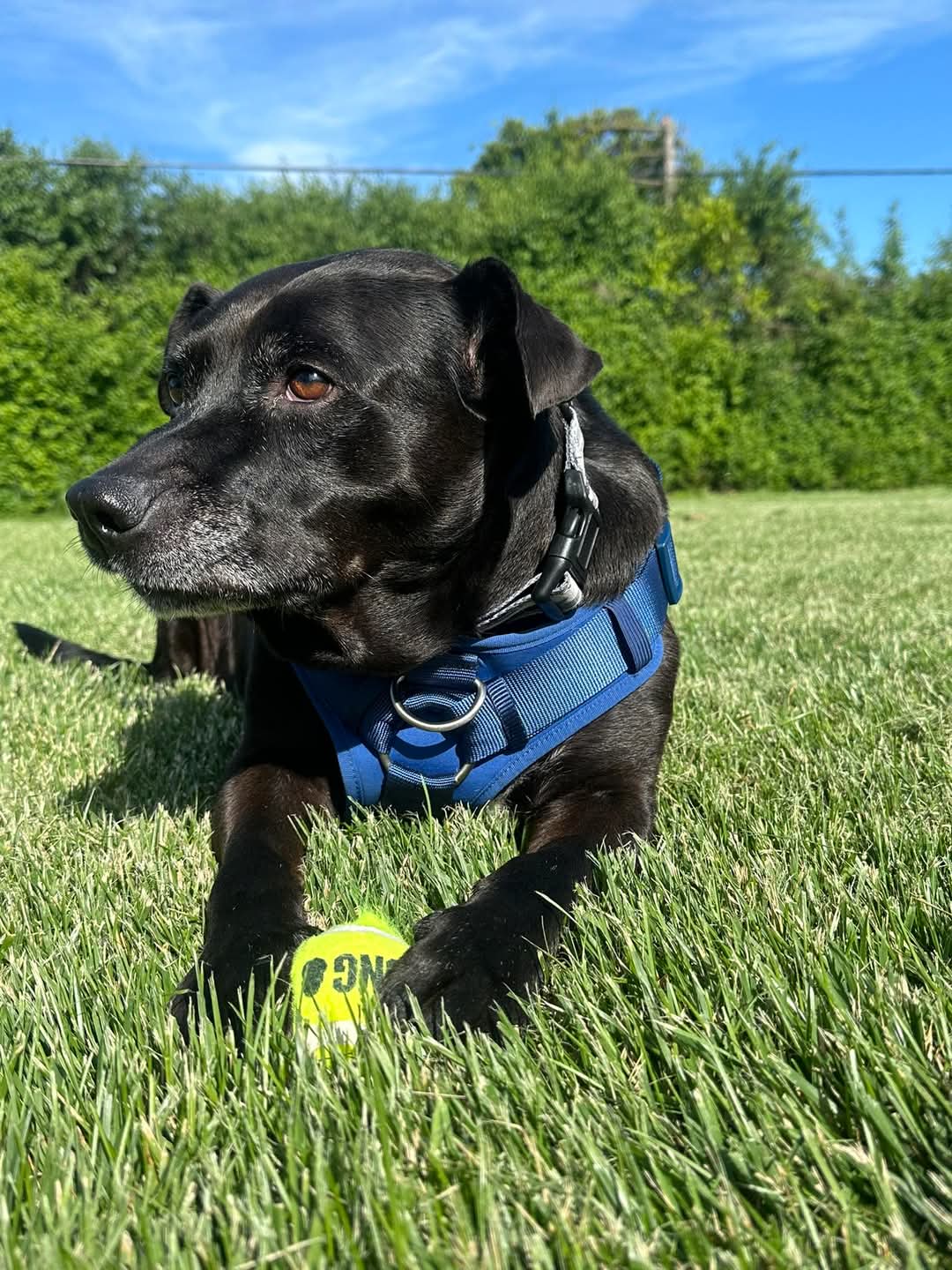 A forever home for Lando - HSHV