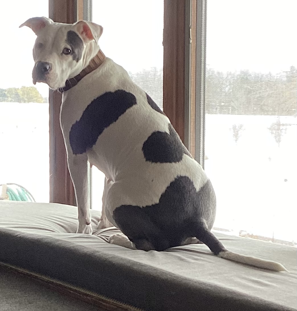 60 pounds of sweetness - HSHV
