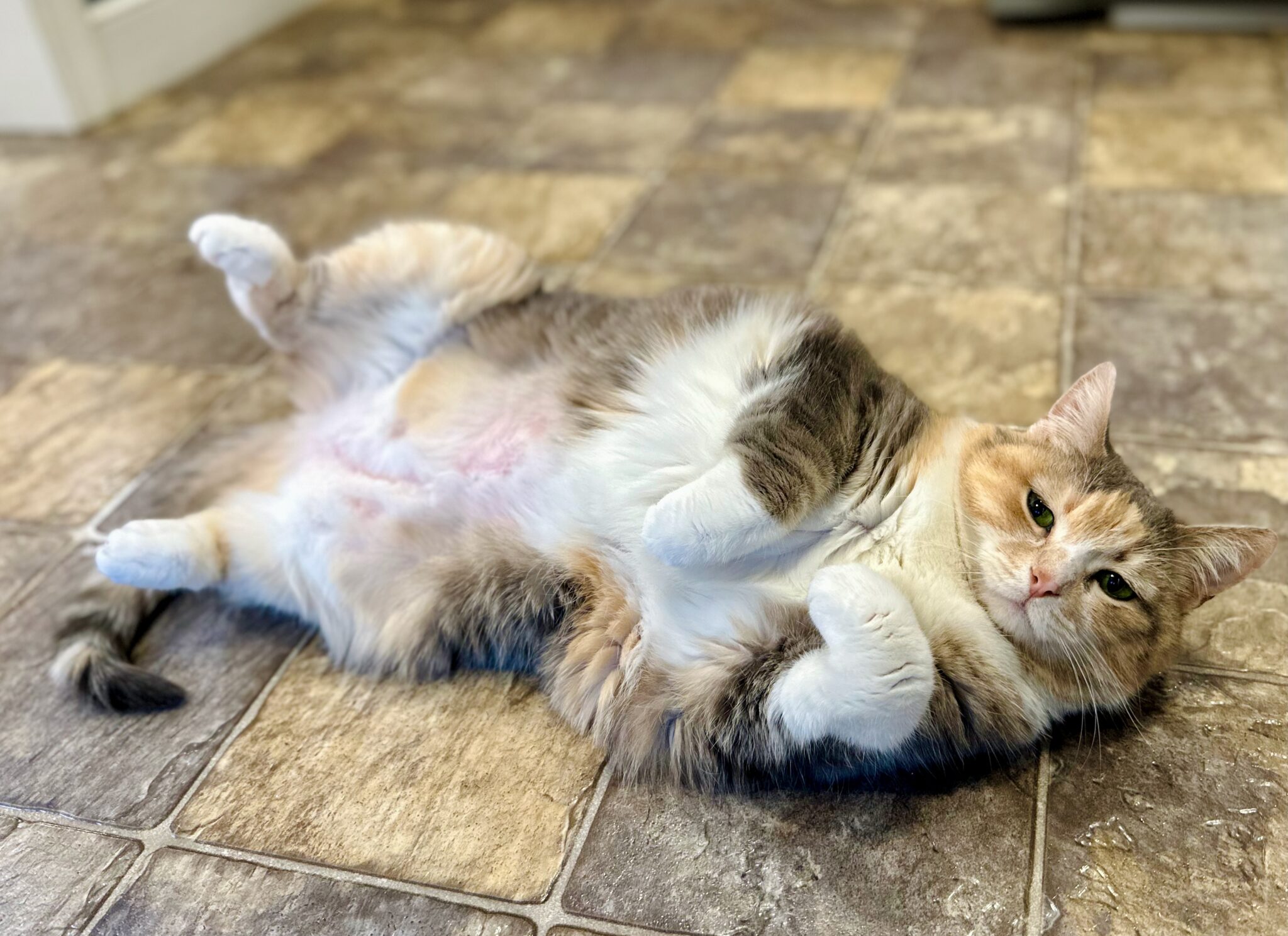 Anxious Girl Finds Her Forever Home - HSHV