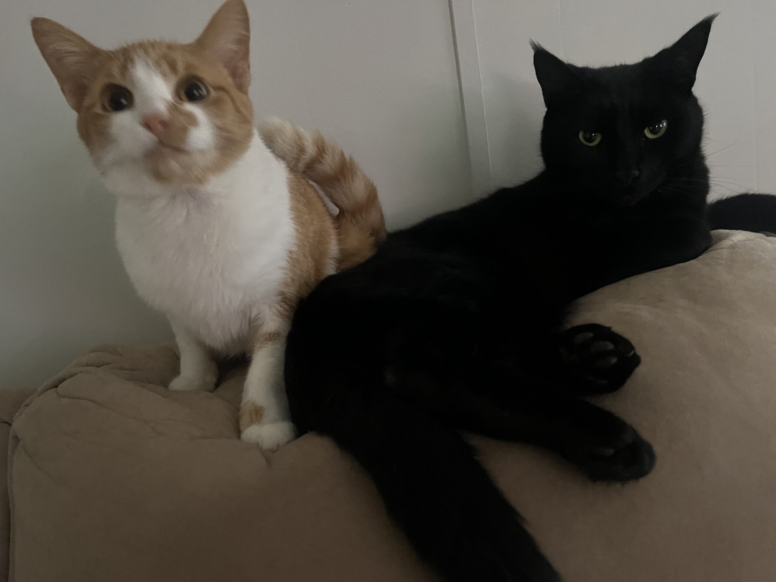 Chai’s First Month in her home - HSHV