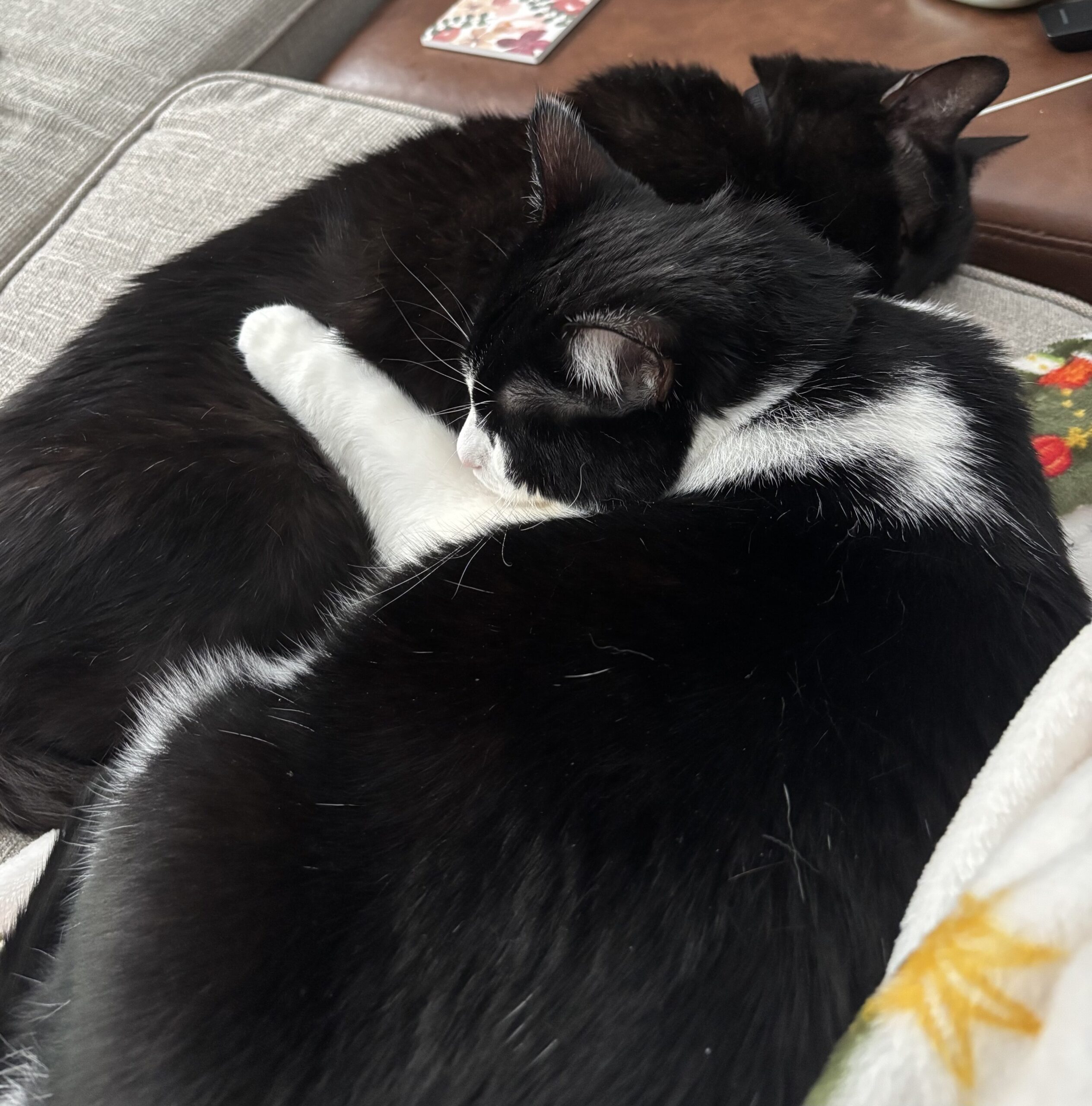 Sir Ashton finds his forever home! - HSHV