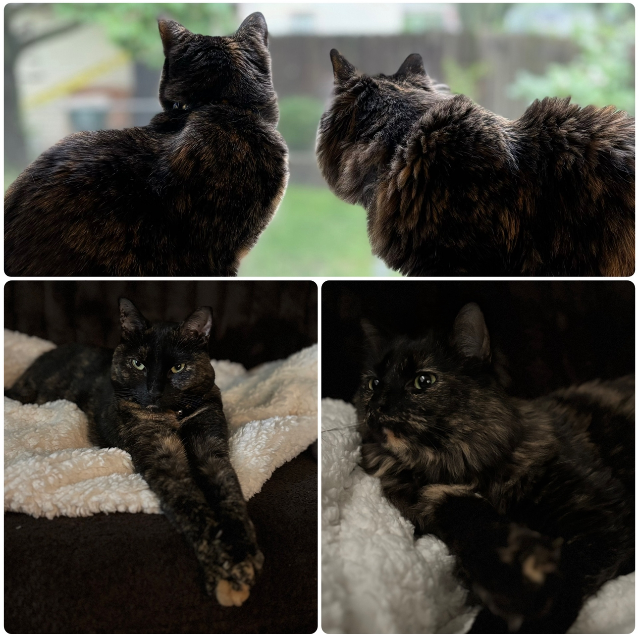 Ethel and Lucy find a fur-ever home - HSHV
