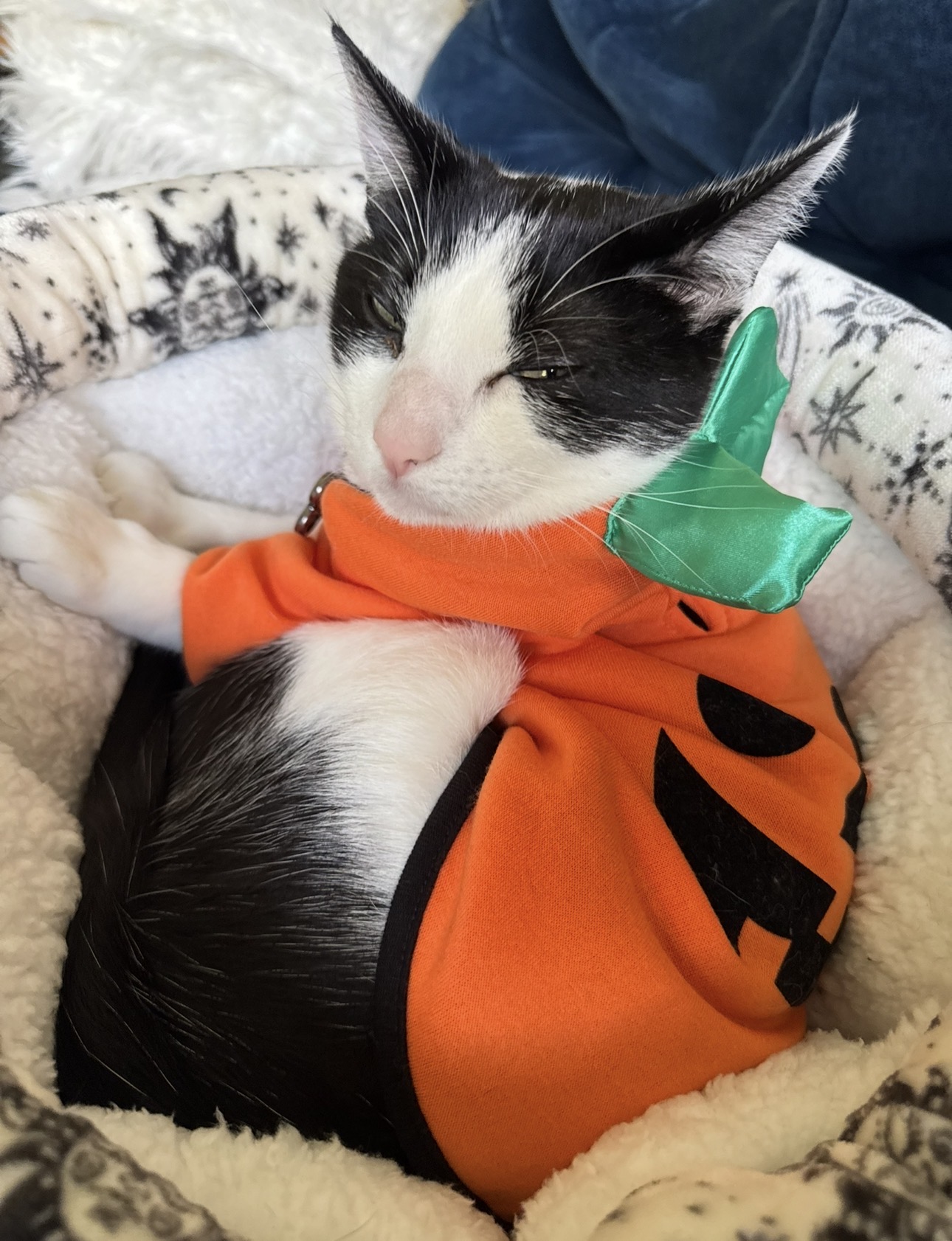 Mister Moo Cow Finds a Home - HSHV