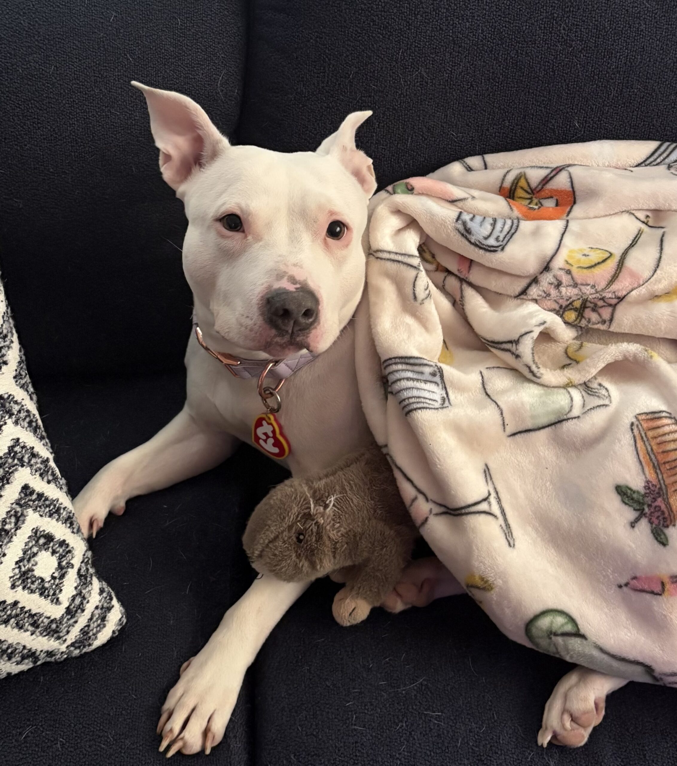 Nova finds her forever home - HSHV