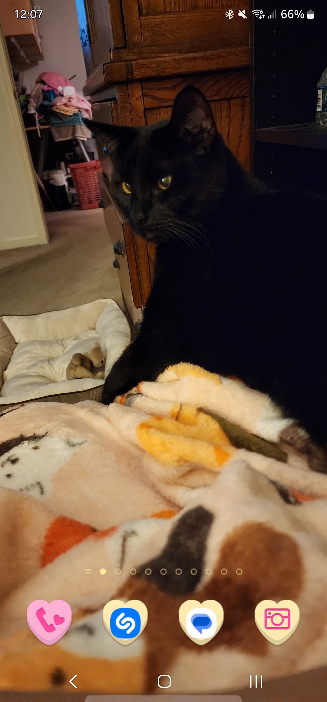 LT.Dan got a new home with me - HSHV